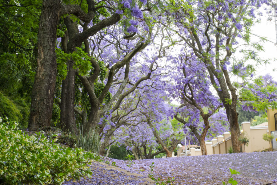 Jacaranda Trees - Arum Lilea